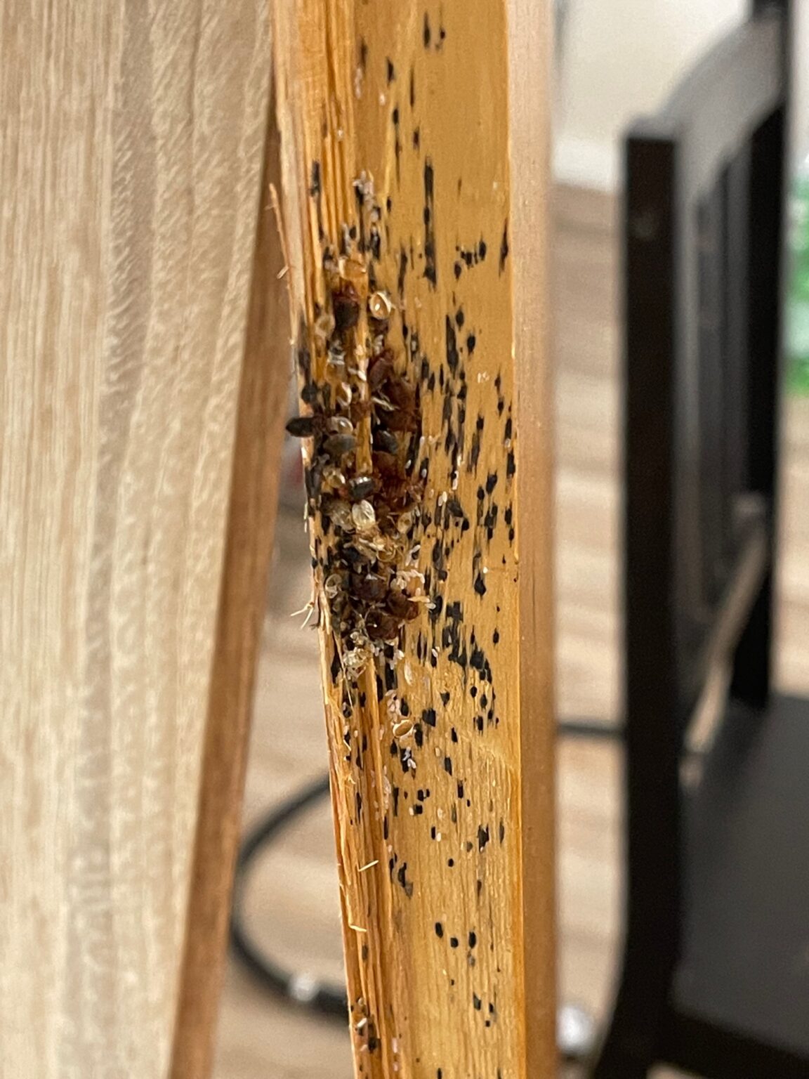 Bettwanzen - Bernd Kettler Schädlingsbekämpfung